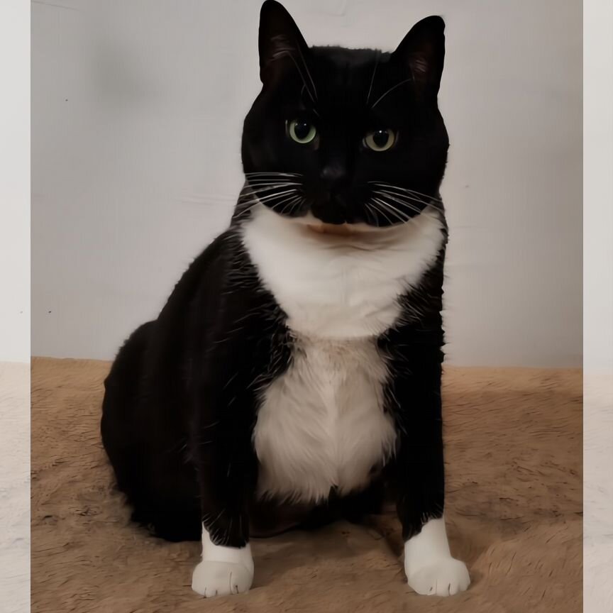 Взрослая кошка в добрые руки