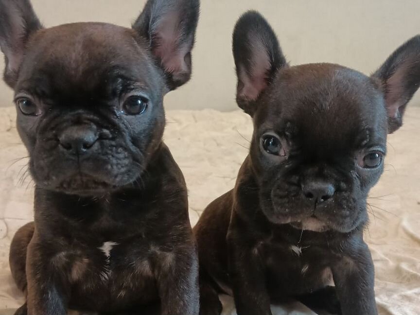 Французский бульдог тигрули