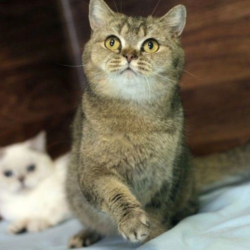 Британская кошка Марта