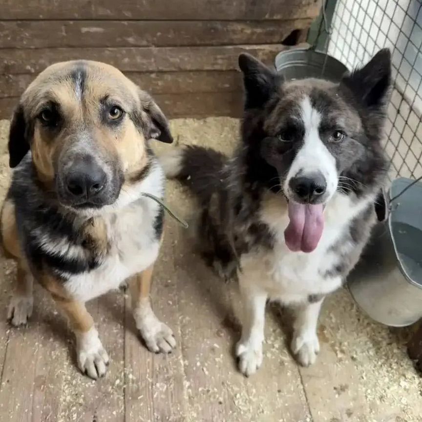 Взрослая собака в добрые руки