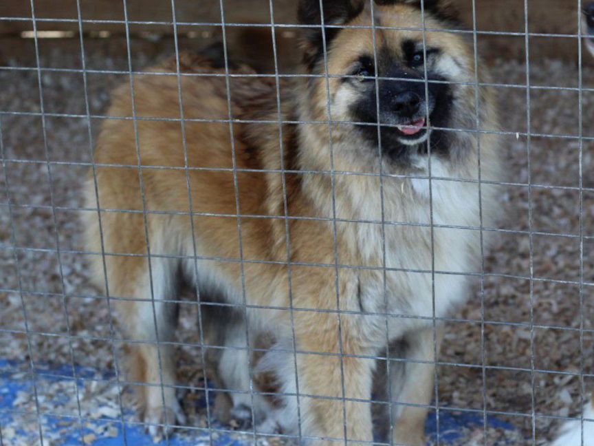 Собака в добрые руки