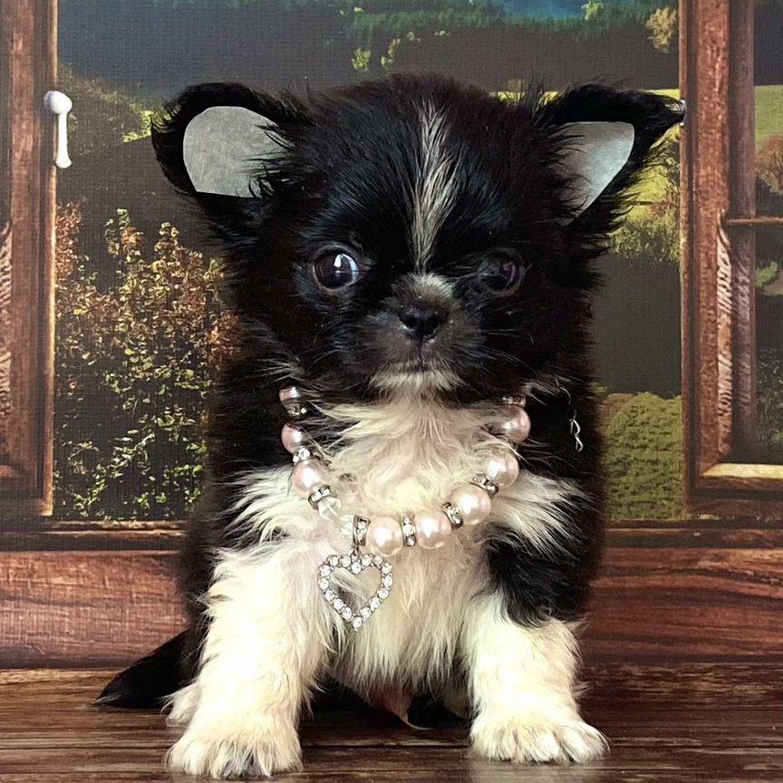 Чихуахуа, кукольный мальчишка