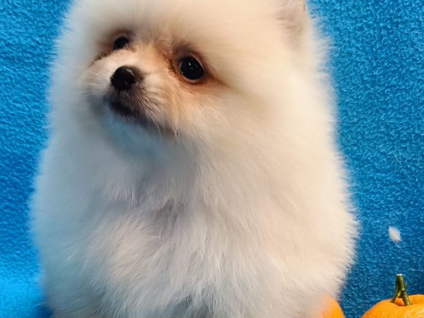 Шпиц померанский