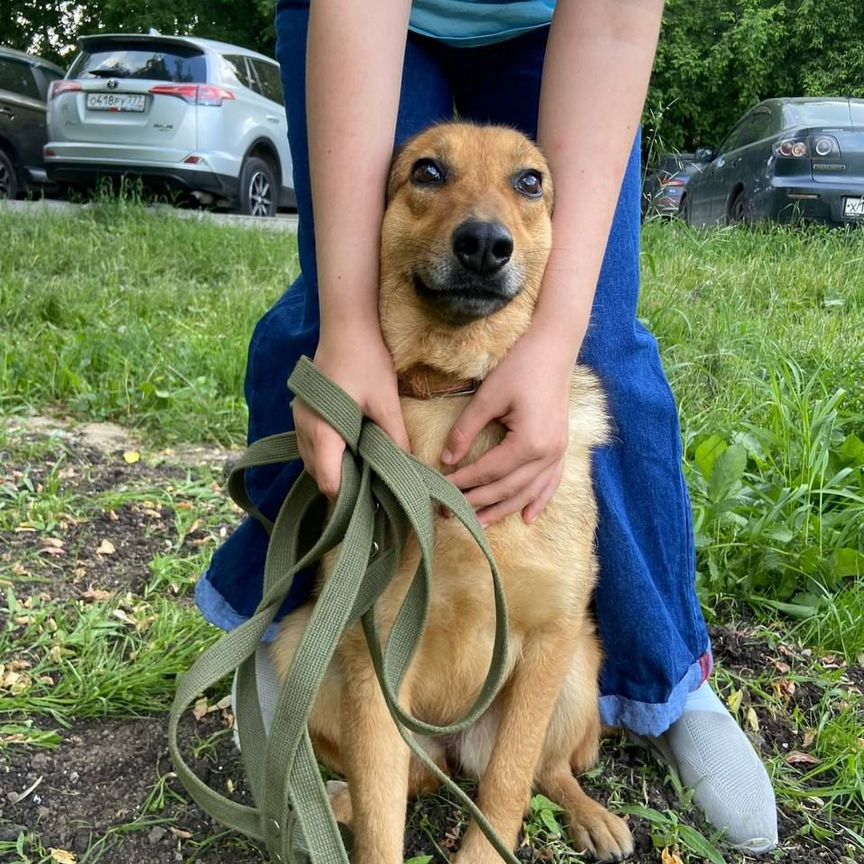 Собака Ляля рыжая красотка