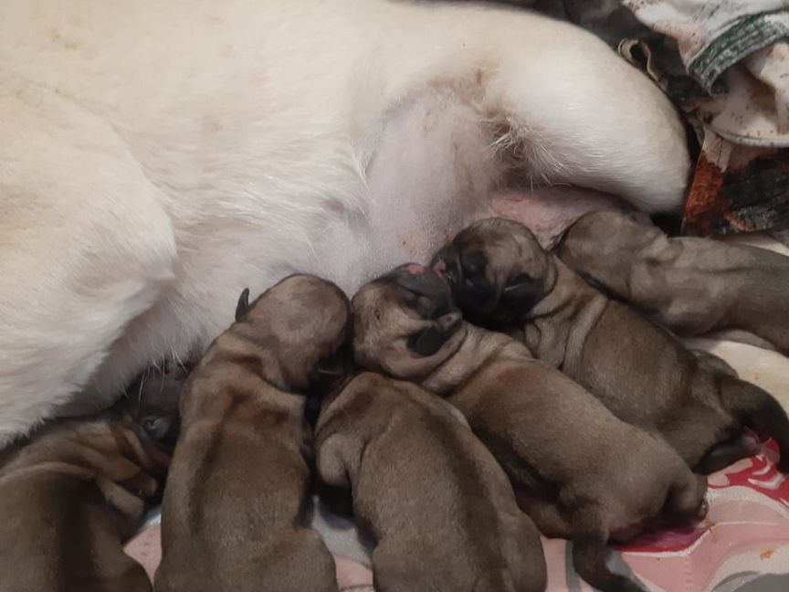 Щенки (описание)