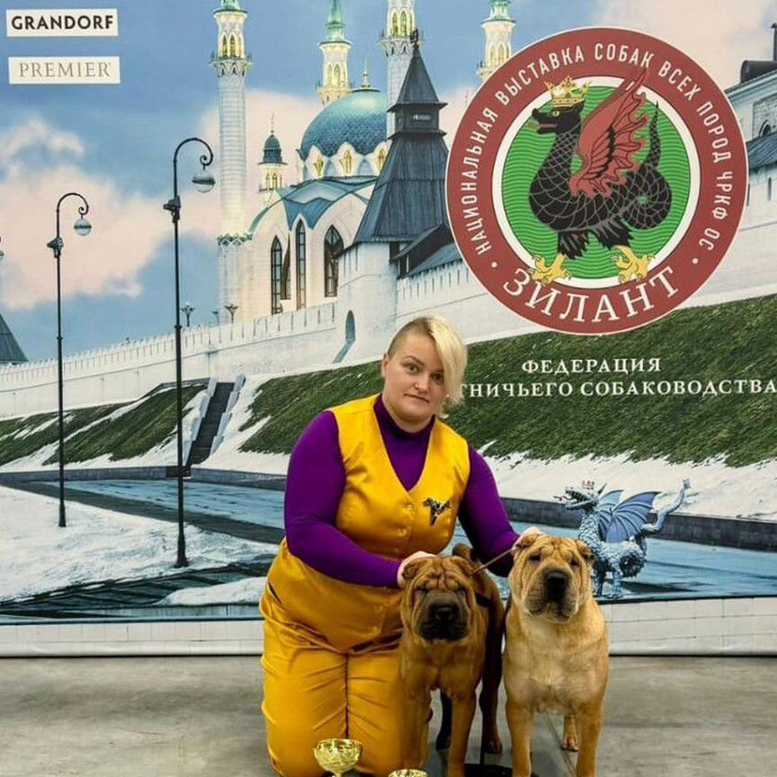 Шарпей щенки подрощенные