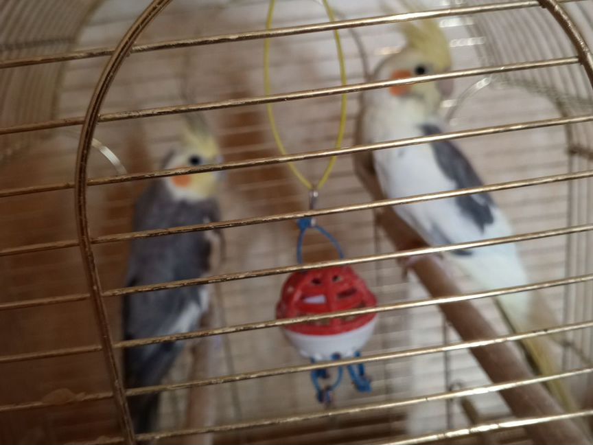 Продаю попугаев карелла