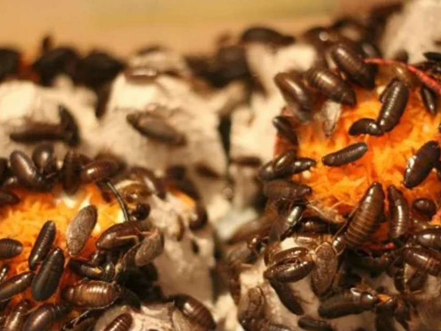 Мраморные тараканы