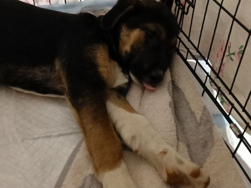 Крепыш щенок ищет дом