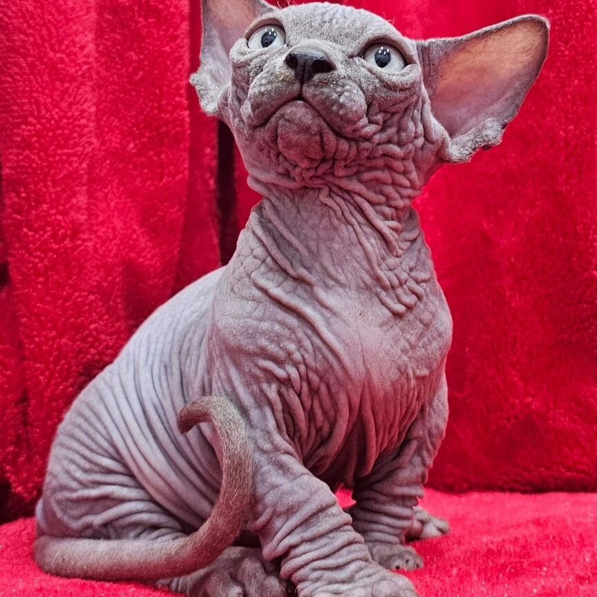 Канадский сфинкс