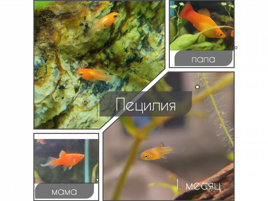 Пецилия редиска красная - сансет гибрид