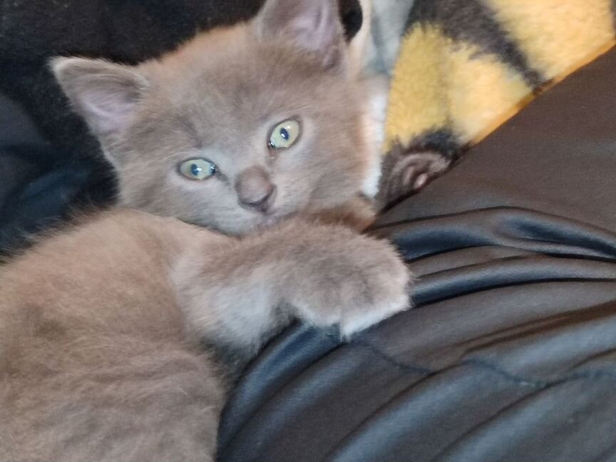 Кошка породы русская голубая