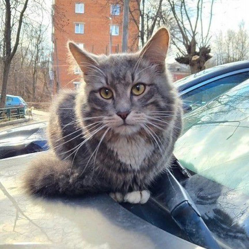 Плачет на улице нежный, ласковый красивый брошенка