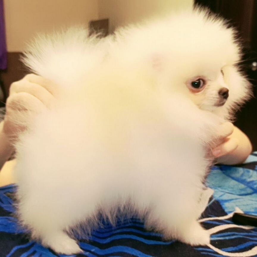 Померанский шпиц, щенок