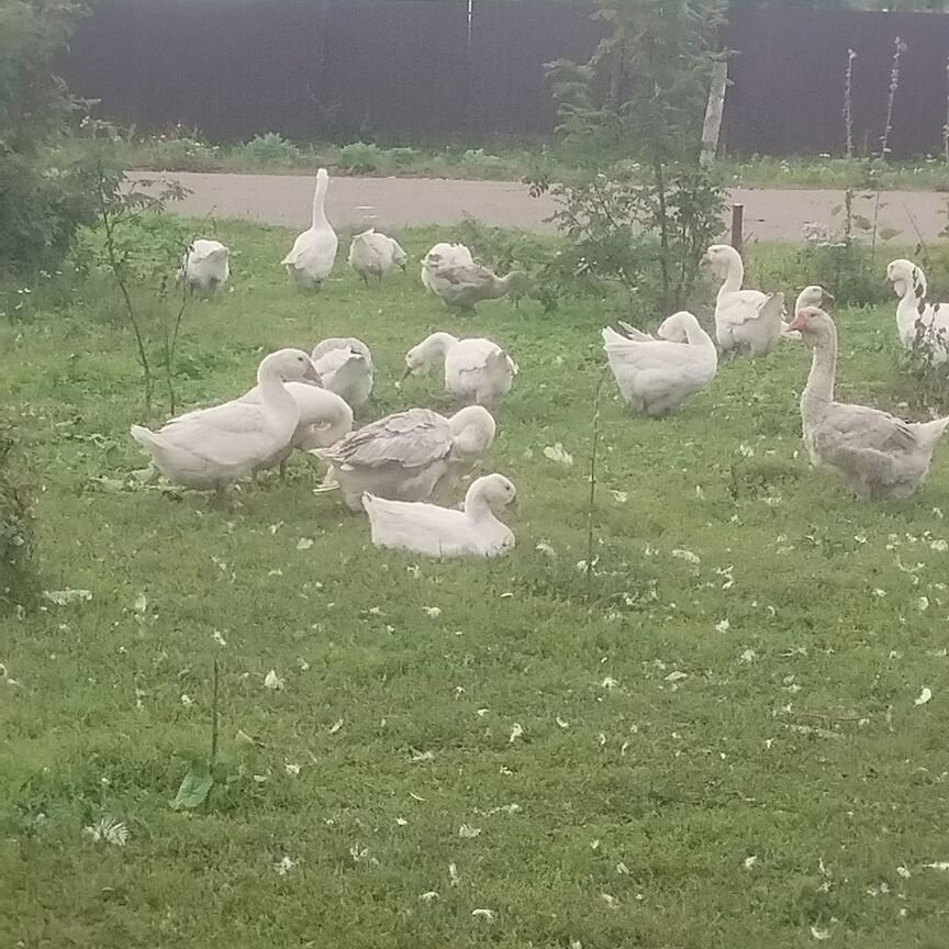 Холмогорские гуси