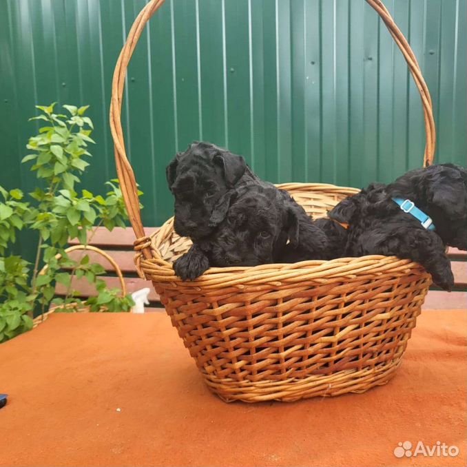 Щенки Керри-Блю-Терьера