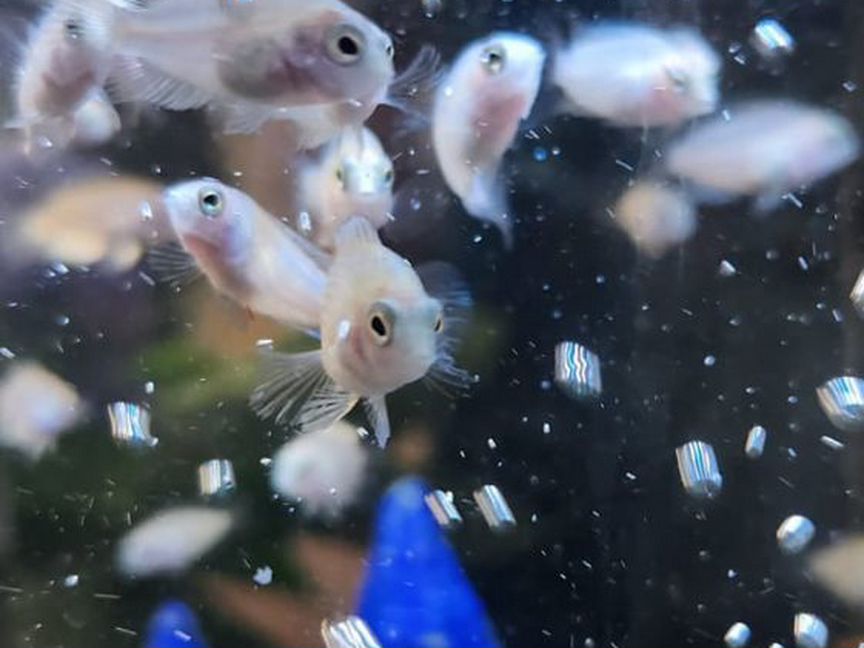 Рыбки цихлиды белые