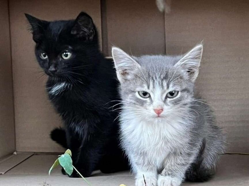 Кошка