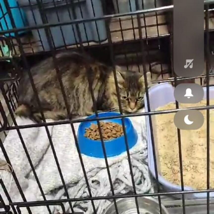 Отдам в добрые руки котят. 4 месяца