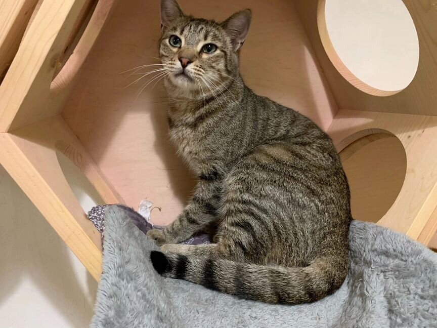 Котик Карасик