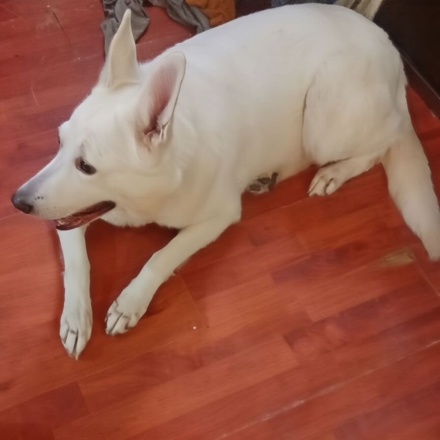 Белая швейцарская овчарка, взрослая собака