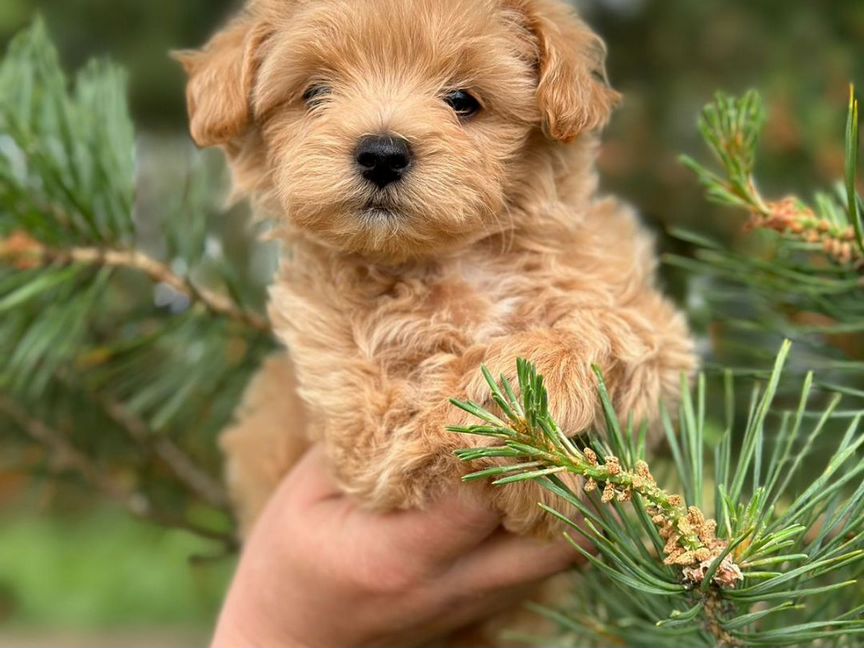 Мальтипу f1 мини девочка и мальчик