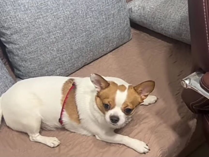 Маленькая собачка Гера