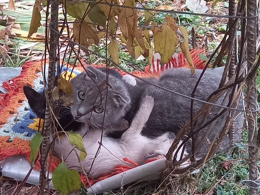 Два котеночка