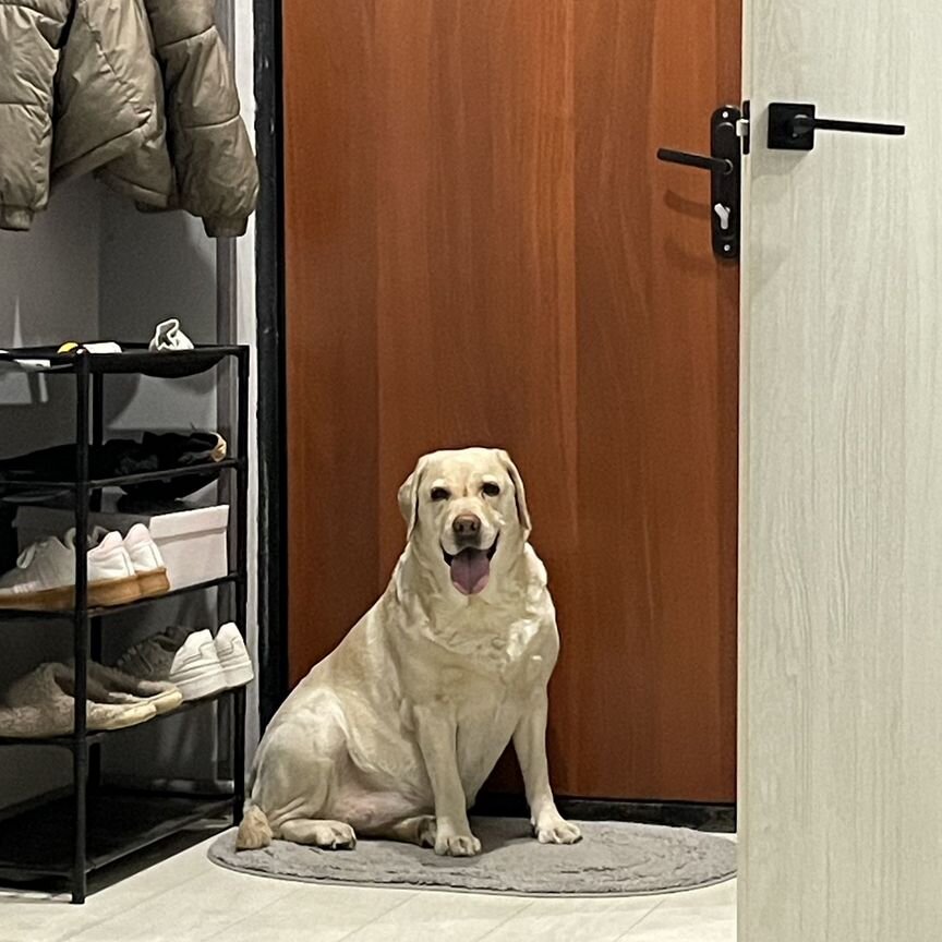 Лабрадор-ретривер, взрослая собака