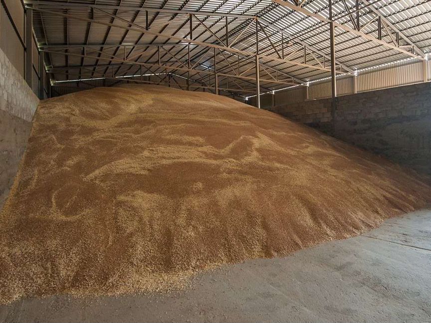 Овес, пшеница, ячмень, урожай 2023