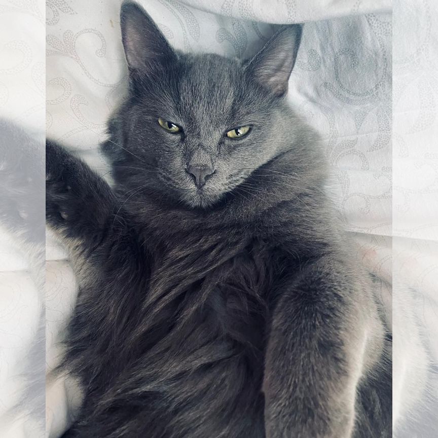 Взрослый кот