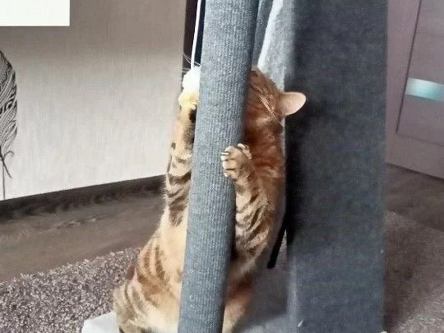 Когтеточка домик для кошки, 70 см