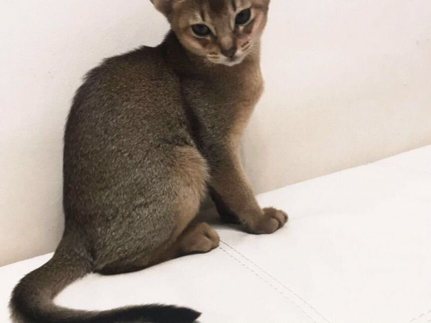 Абиссинская кошка