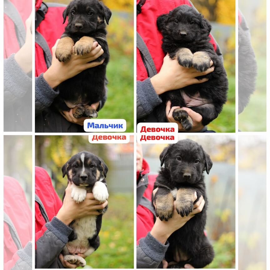 Щенок в добрые руки