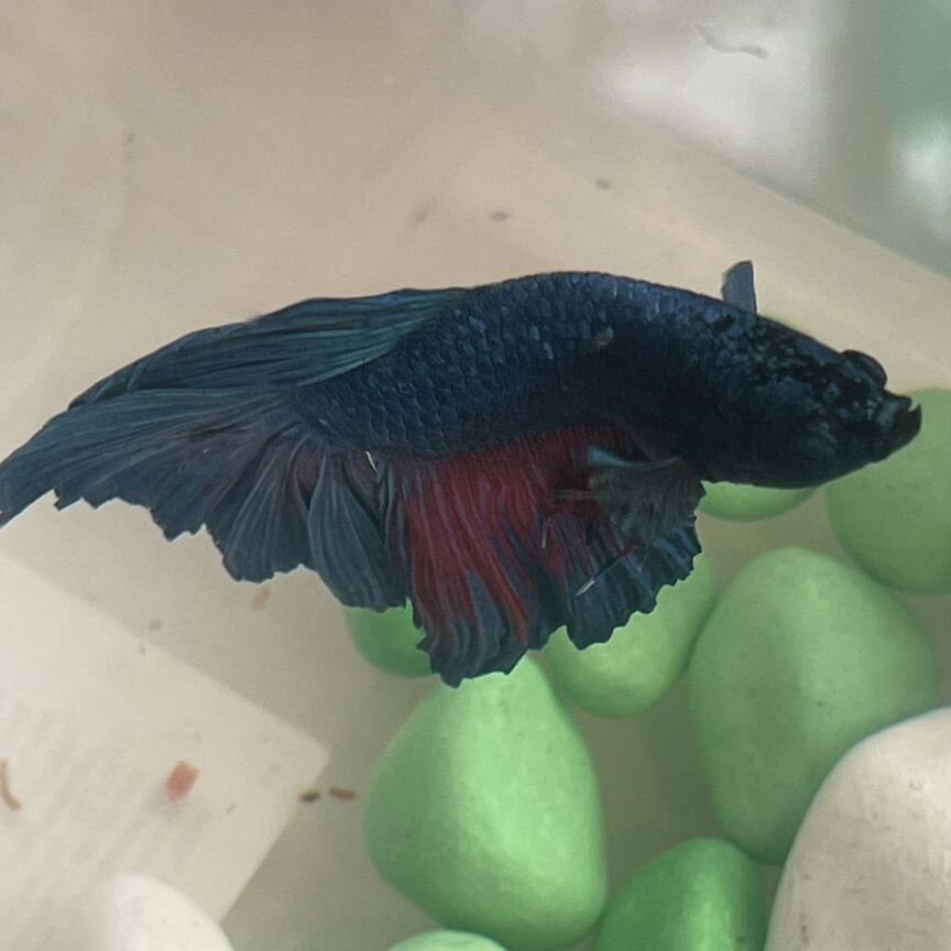 Рыбка петушок с аквариумом