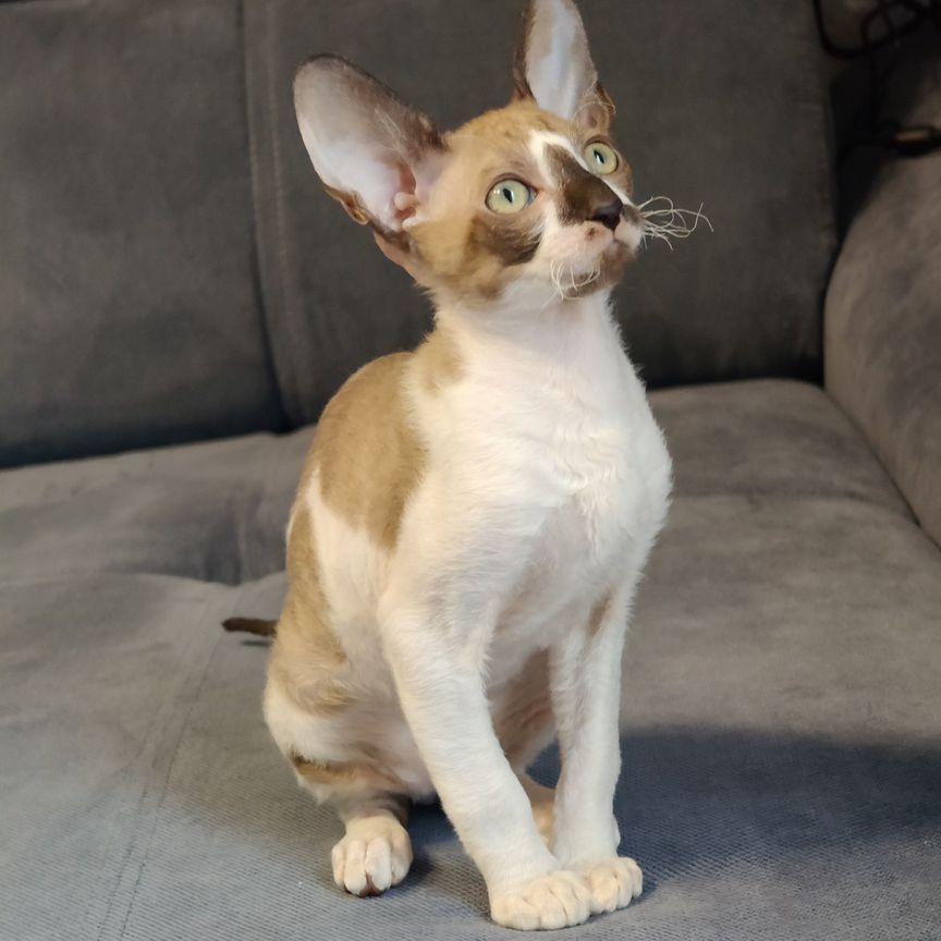 Корниш-рекс котёнок