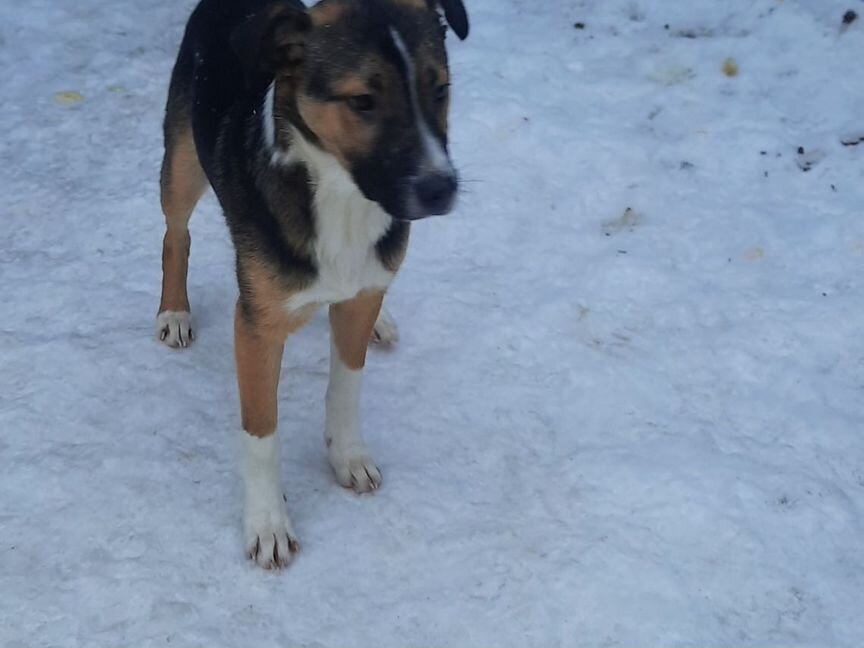 Щенок Фёдор, 6 мес