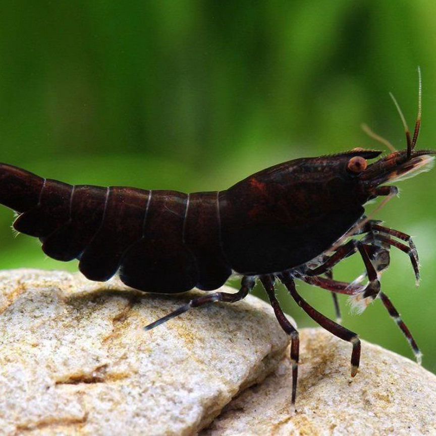 Креветка черная сакура (неокаридина)