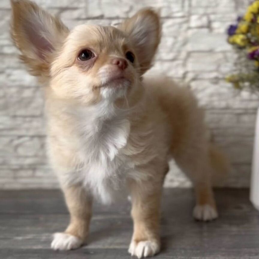 Чихуахуа, щенок