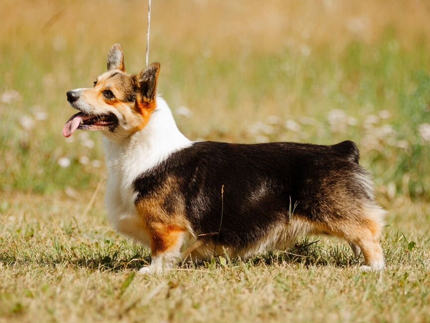 Вельш-корги пемброк вязка