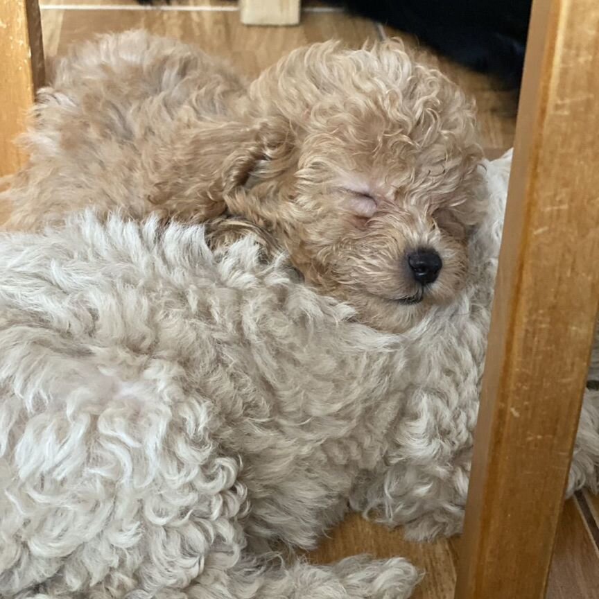 Чудесный бриллиант той пудель