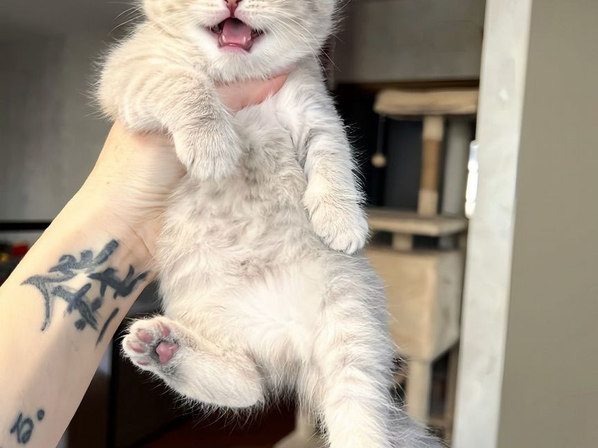 Британские золотые котята. Девочки и мальчики