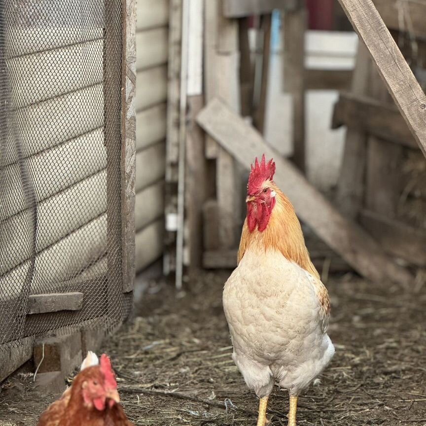 Куры петухи