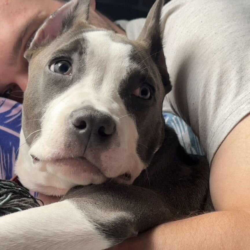 Американский стаффордширский терьер, щенок