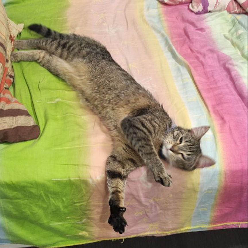 Отдам котенка