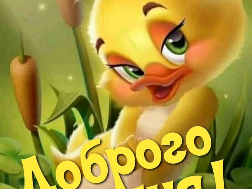 Бройлерные цыплята