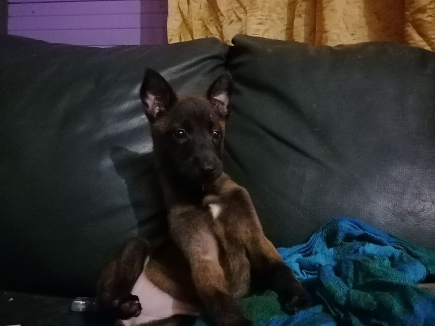 Малинуа, Бельгийская овчарка