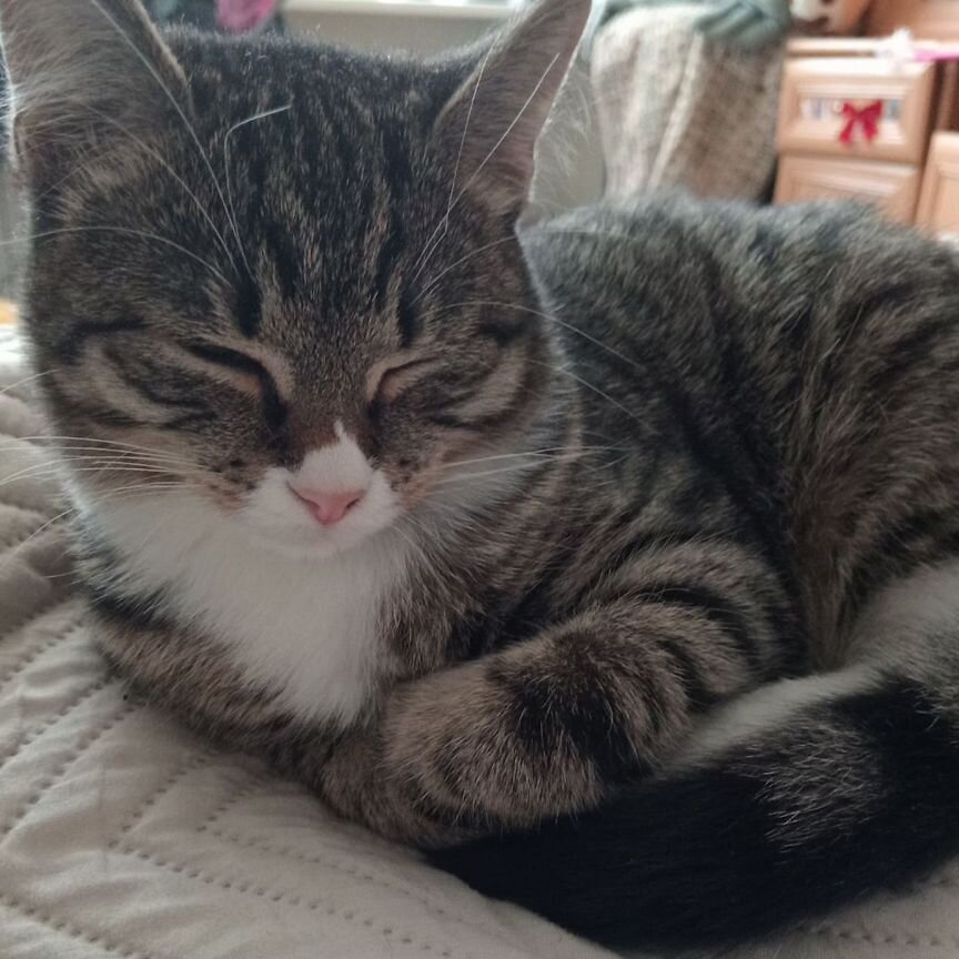 Кошечка 4 месяца