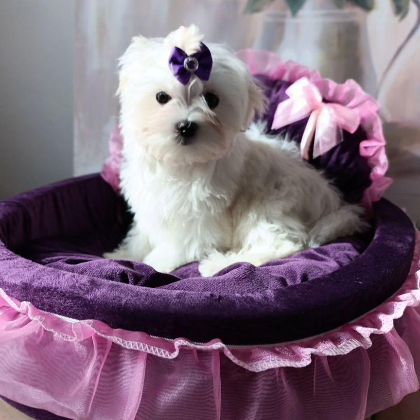 Мальтийская болонка, щенок