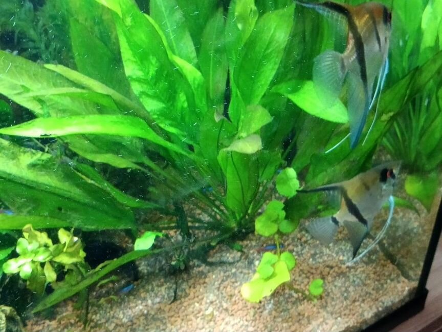 Аквариум 100л